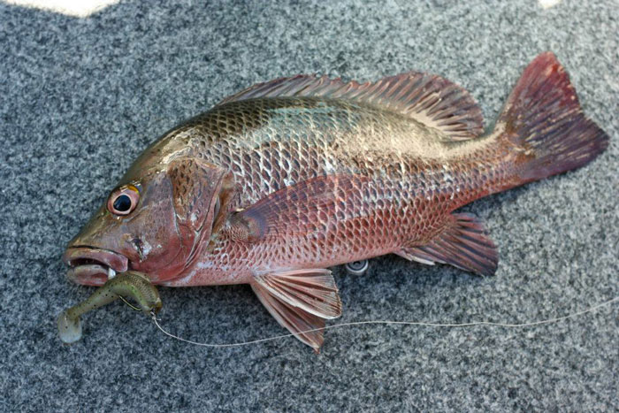 5 Basic Techniques To Fish With Soft Plastic Lures • Inchenaim